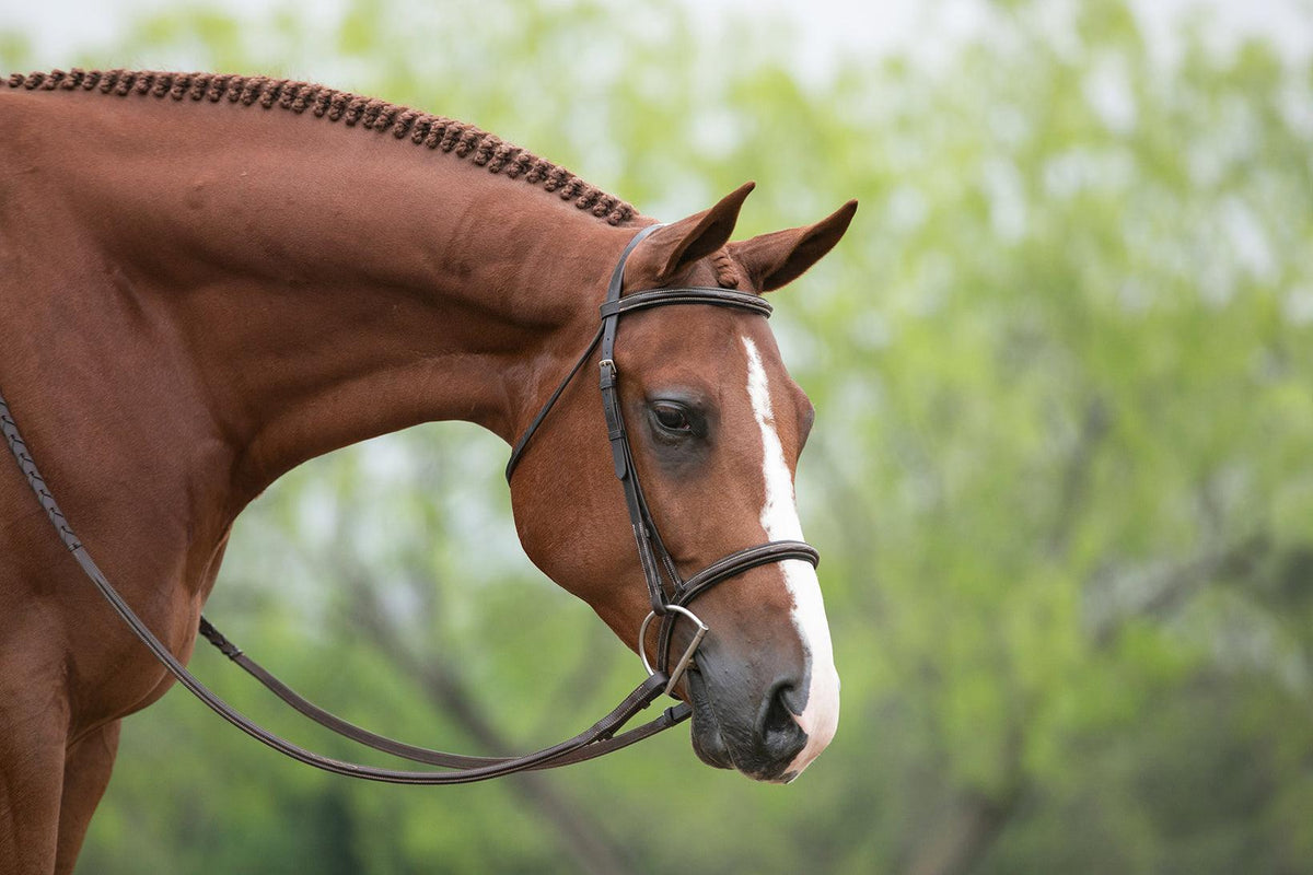 Bridles & Bridlewear – Greg Grant Saddlery